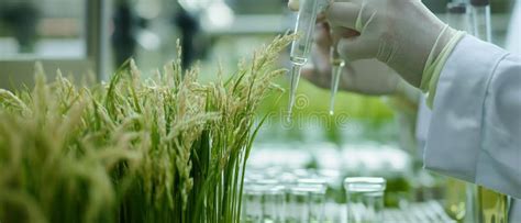 Ai Generator Image Of Scientists Experiments With Plants Rice