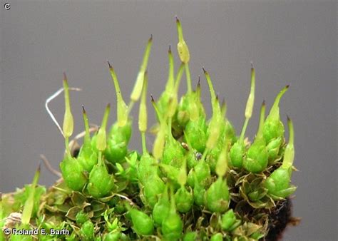 Funaria Moss Fontenelle Forest Nature Search Fontenelle Forest Nature Search