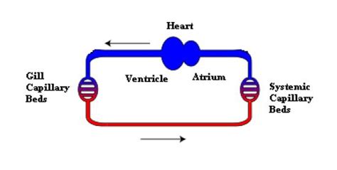 Difference Between Single And Double Circulation Circulation Single