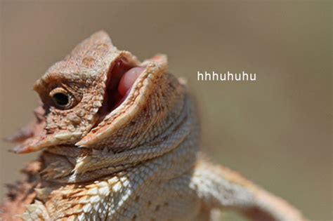 Hue Hue Hue The Program Is Running Rmirrorsedge