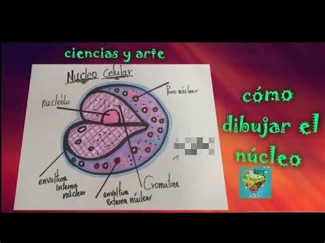Como Dibujar El Núcleo Celular Fácil Y Rápidoorganelos Celulares