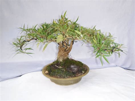 Dasu Bonsai Studios Awesome Shohin Willow Leaf Ficus Banyan Style