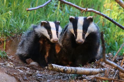 Badgers Edwyn Anderton Flickr
