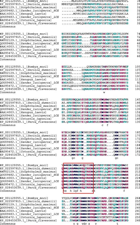 Multiple Amino Acid Sequence Alignment Of Hce And Lce Of Pikeperch With