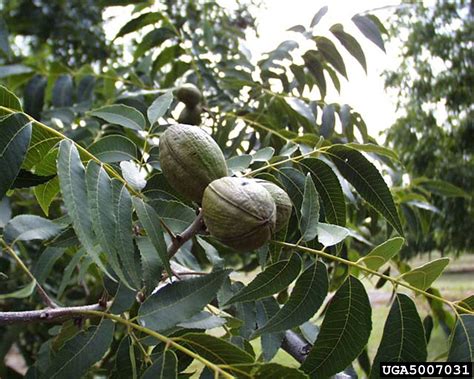 Time To Plant Pecan Trees Gardening In The Panhandle