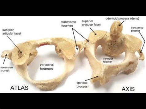 Anatomía De C1 Y C2
