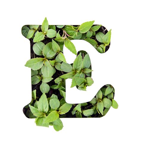 Premium Photo Beautiful Letter E Of English Alphabet Made Of Green Fresh Leaves In White Paper