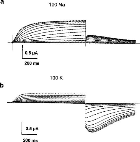 Membrane Repolarization Semantic Scholar
