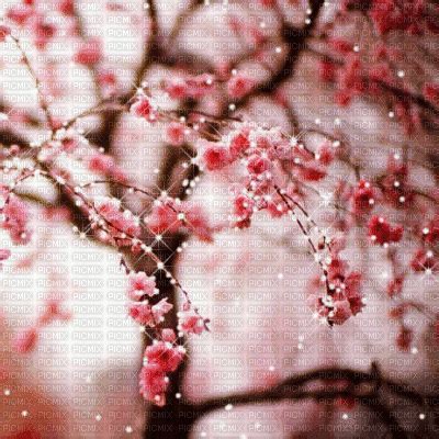 Wallpaper Cherry Blossom 