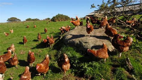 Des Poulets Label Rouge En Téléréalité Pour Séduire Les Pays Deurope