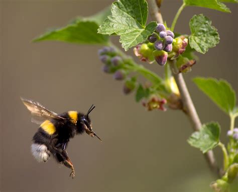 Bumblebee Flight Does Not Violate The Laws Of Physics