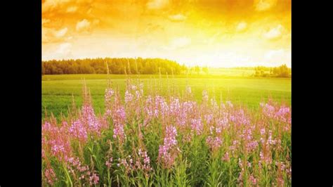 цветочки на поле закат как прекрасно Youtube