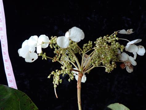 Hydrangea Hydrangeaceae