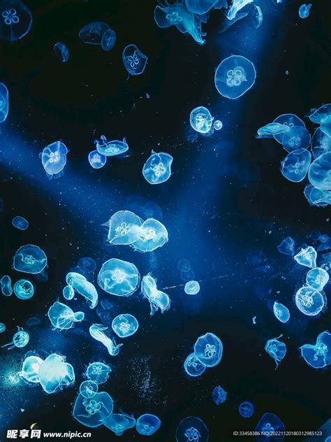 水母摄影图 海洋生物 生物世界 摄影图库 昵图网