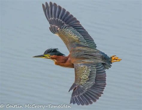 Green Heron In Flight Green Heron Tattoo Green Heron Flying Over