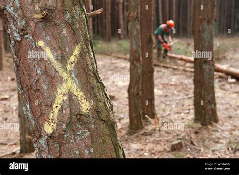 Selective Felling Of Conifer Trees In Woodland Caesars Camp Fleet