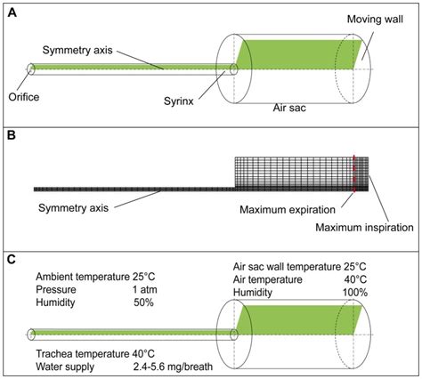 A Schematic Representation B 2d Finite Element Model C Boundary Download Scientific