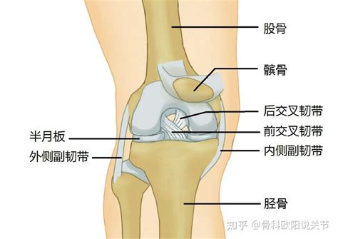 膝关节交叉韧带损伤及治疗 知乎
