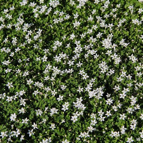 Nursery Supply Ground Cover Best Ground Cover Plants Qld
