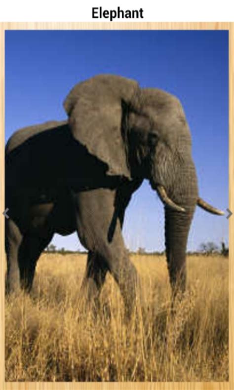 Animal Soundsappstore For Android
