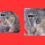 Wait What Cat Meme Generator Imgflip