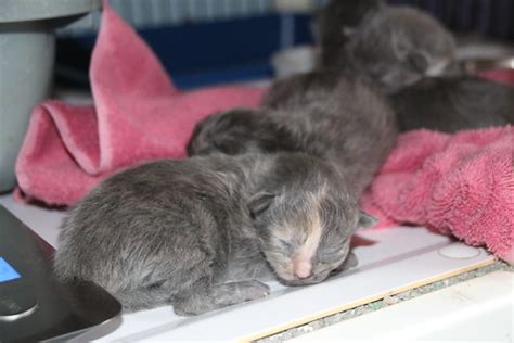 Its Kitten Season Cats And Kittens At Crafty Cat Rescue Flickr