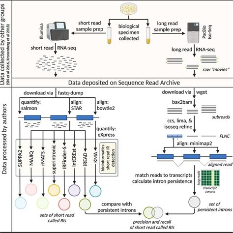 Overview Of Experimental Plan Long And Short Read Rna Seq Data From