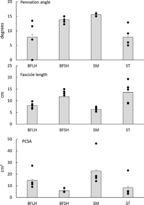 Mean Pennation Angle Fascicle Length And Physiological Cross Sectional