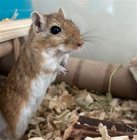 1565 Best Gerbil Images On Pholder Gerbil Disneyvacation And Aww