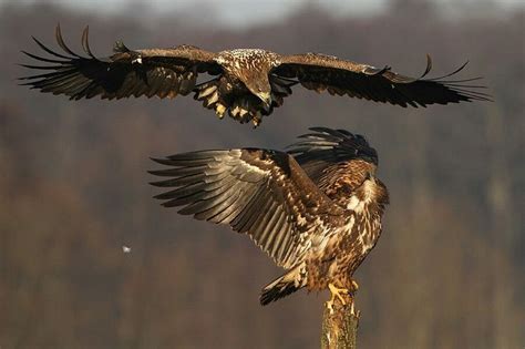 Pin By Wolfmann On Golden Eagle Bald Eagle Stick Battle Eagle