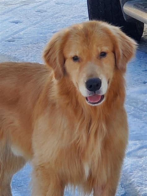 Adults Goldens Of Country Acres