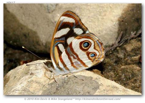 Dynamine Dyonis Live Adults