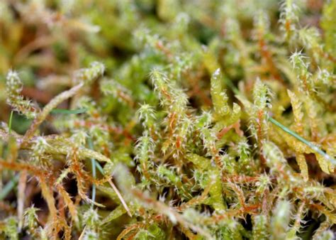 Springy Turf Moss Naturespot