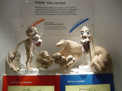 Sensory And Motor Homunculi Motor Homunculus Кора больших полушарий Медицинская иллюстрация