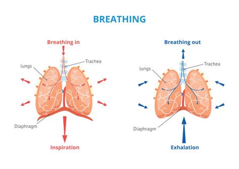 Respiratory System Diaphragm Drawing Drawing The Diaphragm Can Help