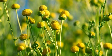 Pianta Puzzolente Costringe Idilliaca Area Picnic In Arizona A Chiudere