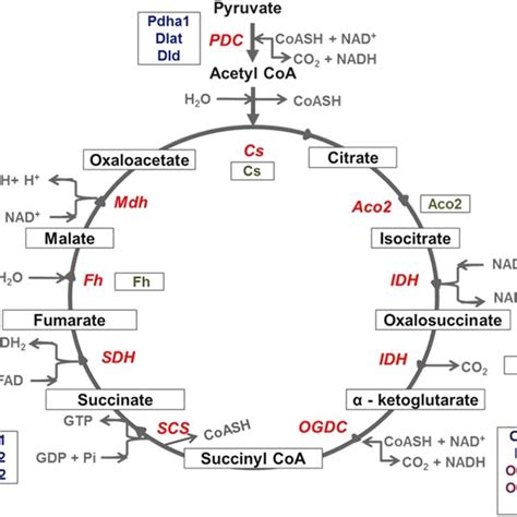 Tca Cycle In Mammalian Cells Mitochondrial Genes Identified From Download Scientific Diagram