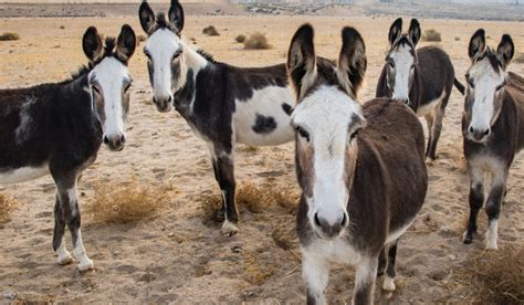 5 North American Donkey Breeds And 6 Imported Ones Helpful Horse Hints