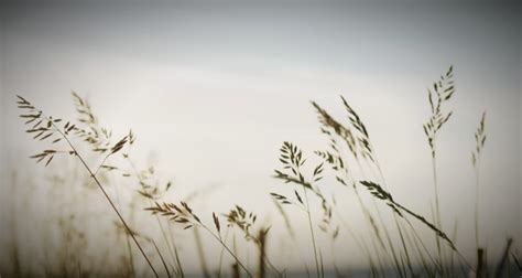 Top 6 Vignette Editors Master The Art Of Visual Effects