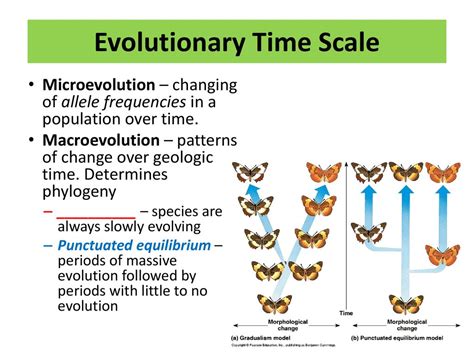 Agenda Hardy Weinberg Lab Hardy Weinberg Quiz Speciation Notes Ppt