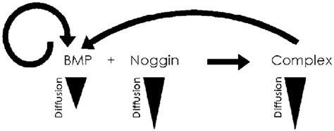 The Model Incorporating Autocrine Or Paracrine Signalling We Achieve Download Scientific