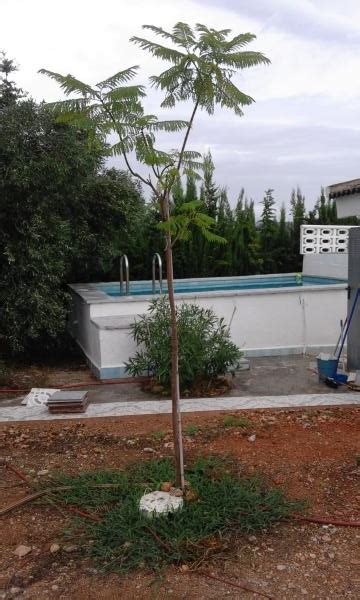 Jacaranda Joven Se Le Secan Las Hojas Antes De Otoño