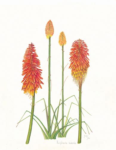 Kniphovia Uvaria Workart Prints And Frames