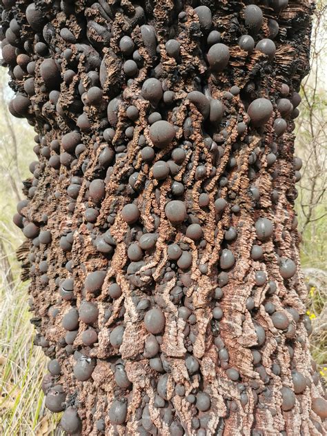 The Balga Grass Tree Has Aboriginal Tours And Experiences