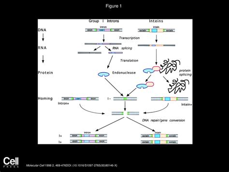 melissa s jurica raymond j monnat barry l stoddard molecular cell