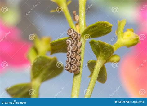 Eggs Of Eurydema Ventralis Shield Bug On A Green Plant Under The Sun