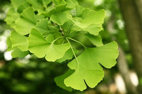 Where To Buy Ginkgo Biloba Leaves