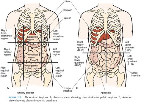 Region Anatomy Flank Pain Information Mount Sinai New York
