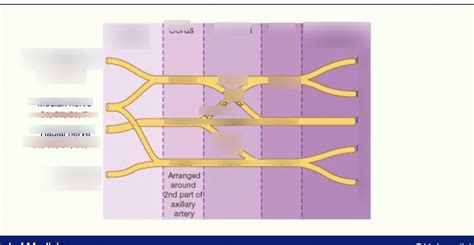 Brachial Plexus Arm Diagram Quizlet