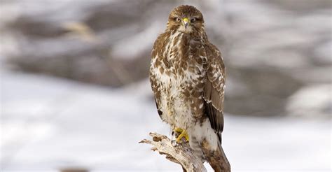 Do Hawks Migrate South For The Winter Explaining Hawk Migration